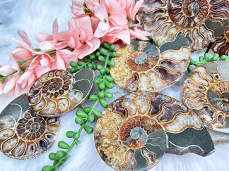 Rainbow Ammonite Fossil Pairs - Super Unique! – Contempo Crystals