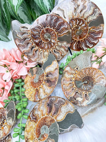 Rainbow Ammonite Fossil Pairs - Super Unique! – Contempo Crystals