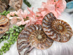 Rainbow Ammonite Fossil Pairs - Super Unique! – Contempo Crystals