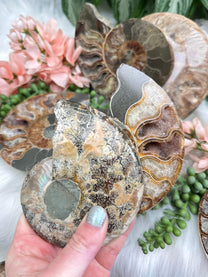 Rainbow Ammonite Fossil Pairs - Super Unique! – Contempo Crystals