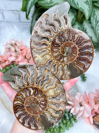Rainbow Ammonite Fossil Pairs - Super Unique! – Contempo Crystals