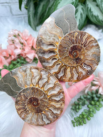 Rainbow Ammonite Fossil Pairs - Super Unique! – Contempo Crystals