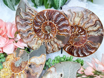 Rainbow Ammonite Fossil Pairs - Super Unique! – Contempo Crystals