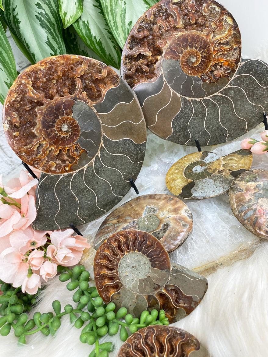 Rainbow Ammonite Fossil Pairs - Sliced & Naturally Iridescent!
