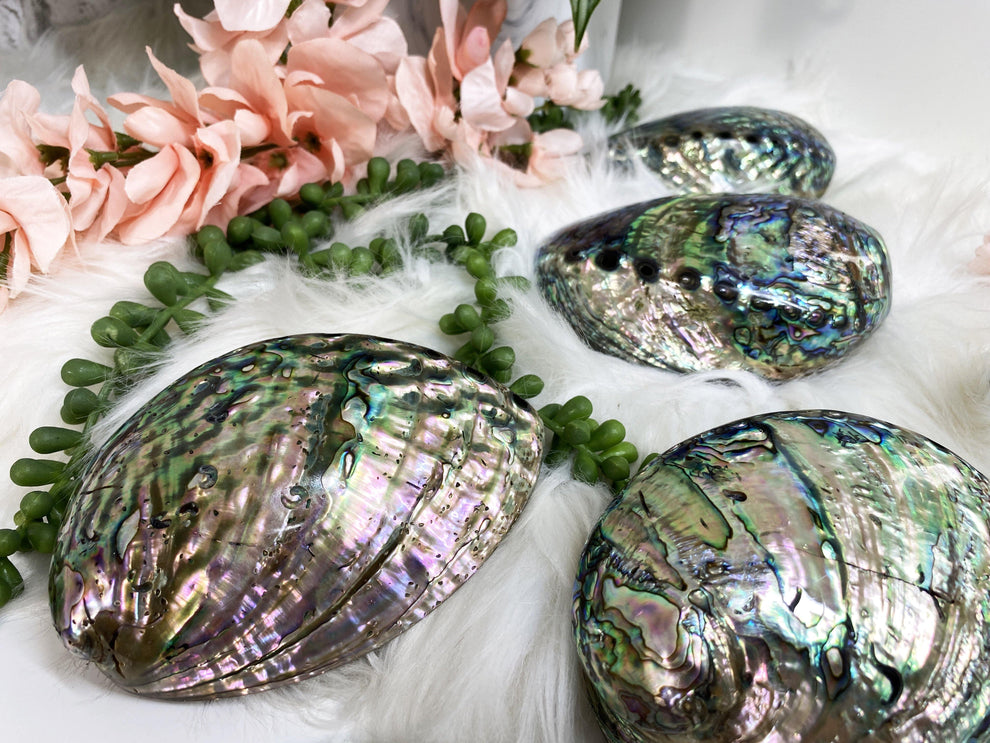 Polished Abalone Shell - Beautiful Natural Colors – Contempo Crystals