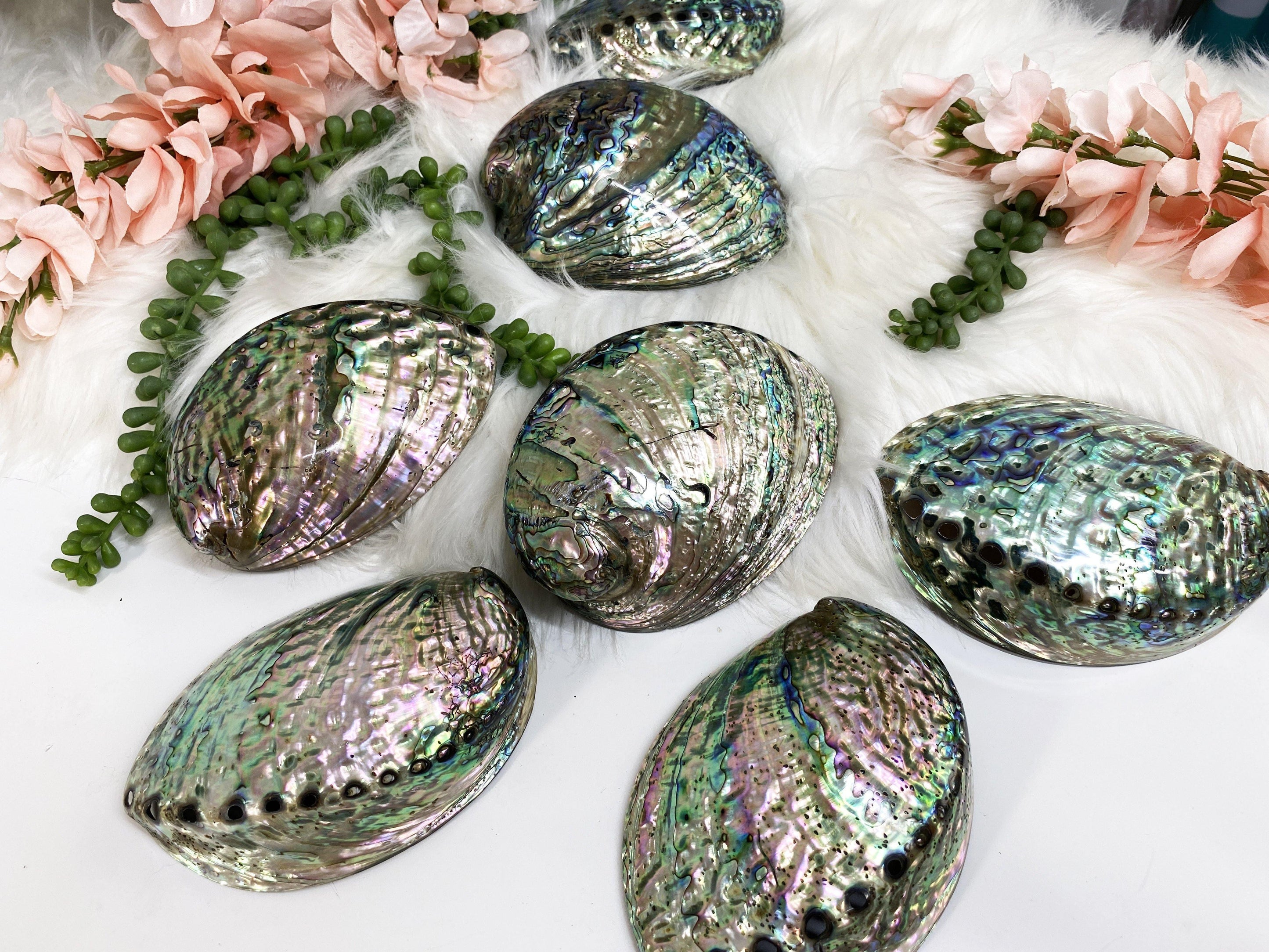 Polished Abalone Shell - Beautiful Natural Colors – Contempo Crystals