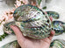 Polished Abalone Shell - Beautiful Natural Colors – Contempo Crystals