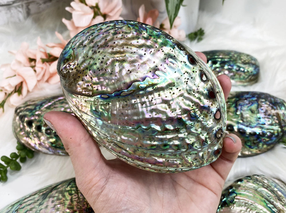 Polished Abalone Shell - Beautiful Natural Colors – Contempo Crystals