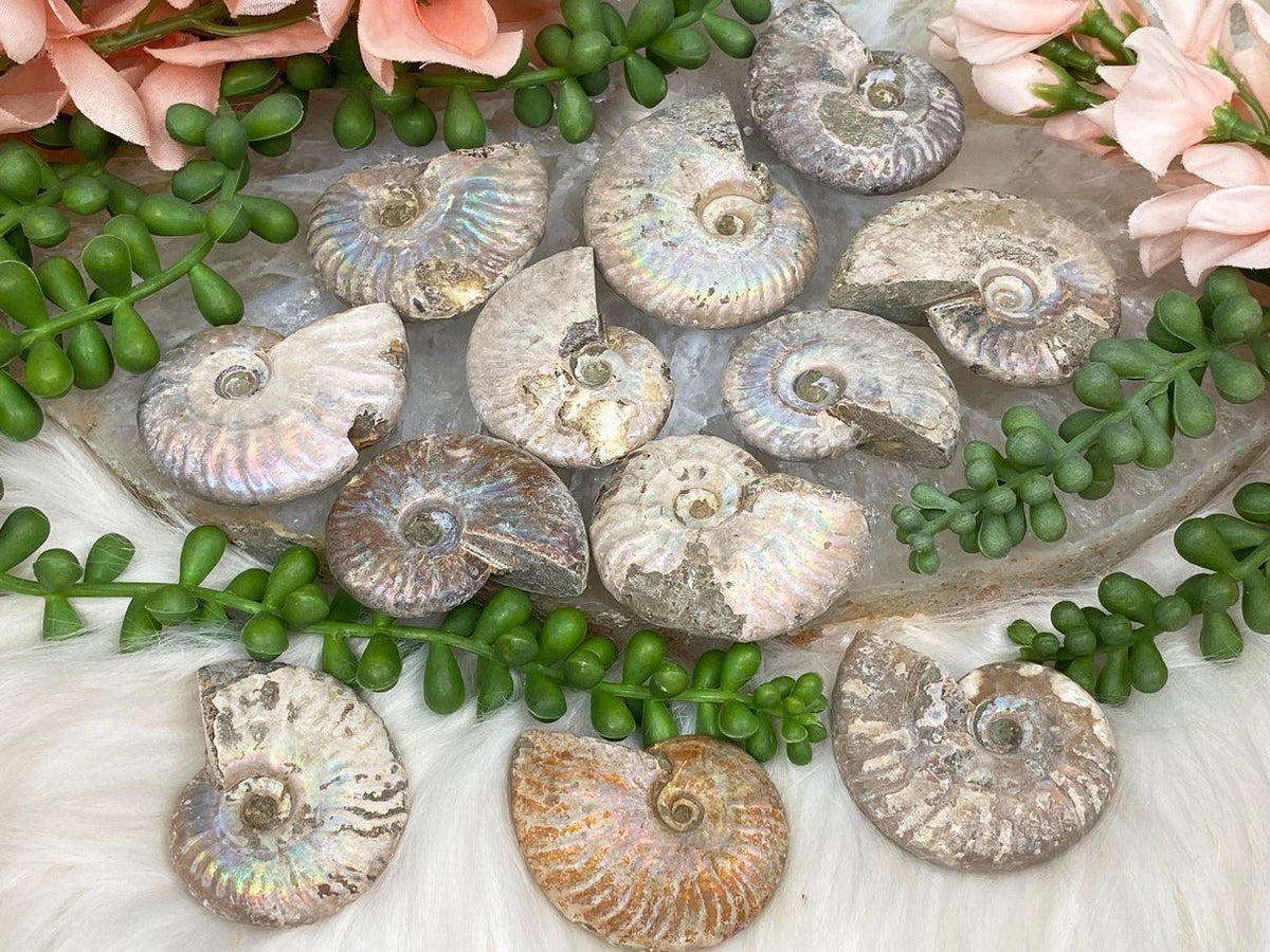 Rainbow Ammonite Fossils for Sale - Naturally Iridescent Colors!