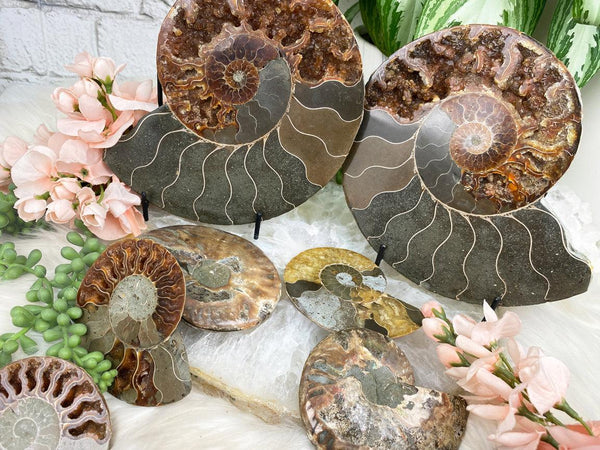 Rainbow Ammonite Fossil Pairs - Sliced & Naturally Iridescent ...