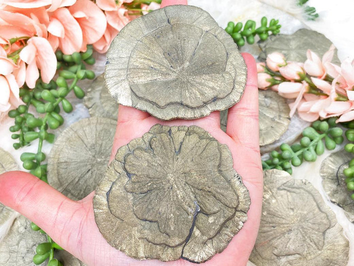 Gold Pyrite Suns From Illinois For Sale – Contempo Crystals