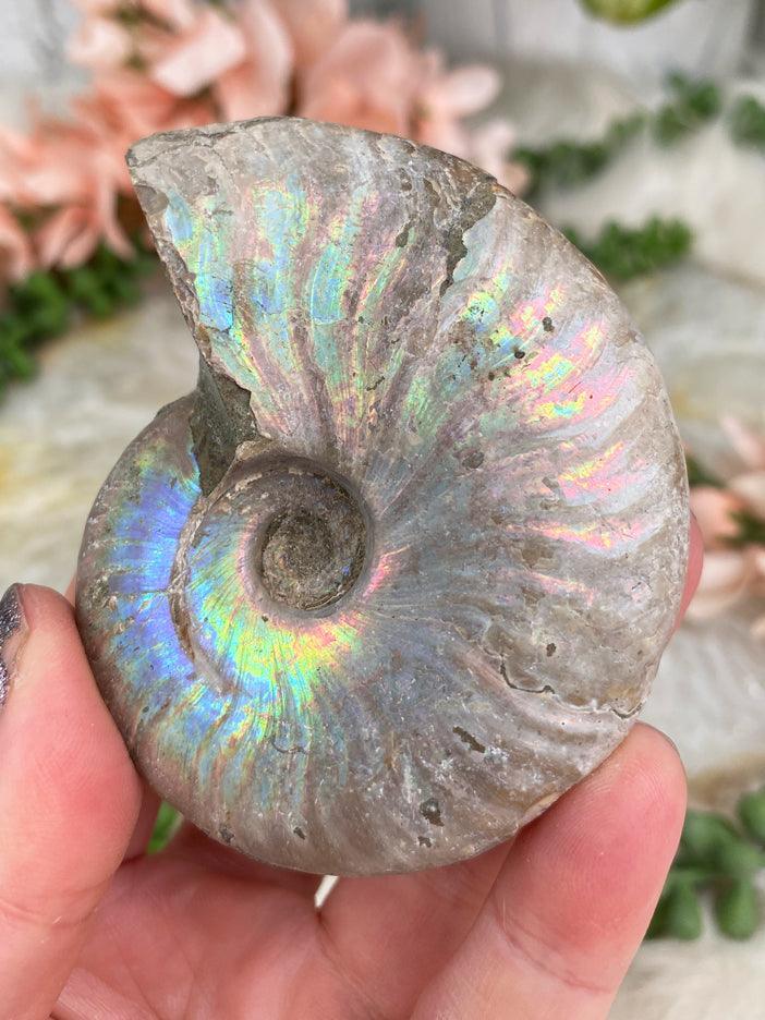 Rainbow Ammonite Fossils for Sale - Naturally Iridescent!