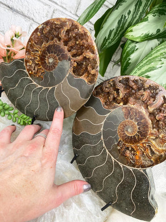 Rainbow Ammonite Fossil Pairs - Sliced & Naturally Iridescent ...