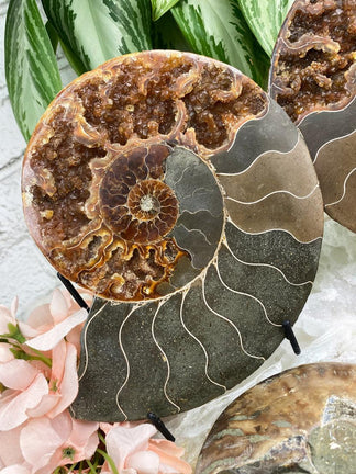 Rainbow Ammonite Fossil Pairs - Sliced & Naturally Iridescent ...