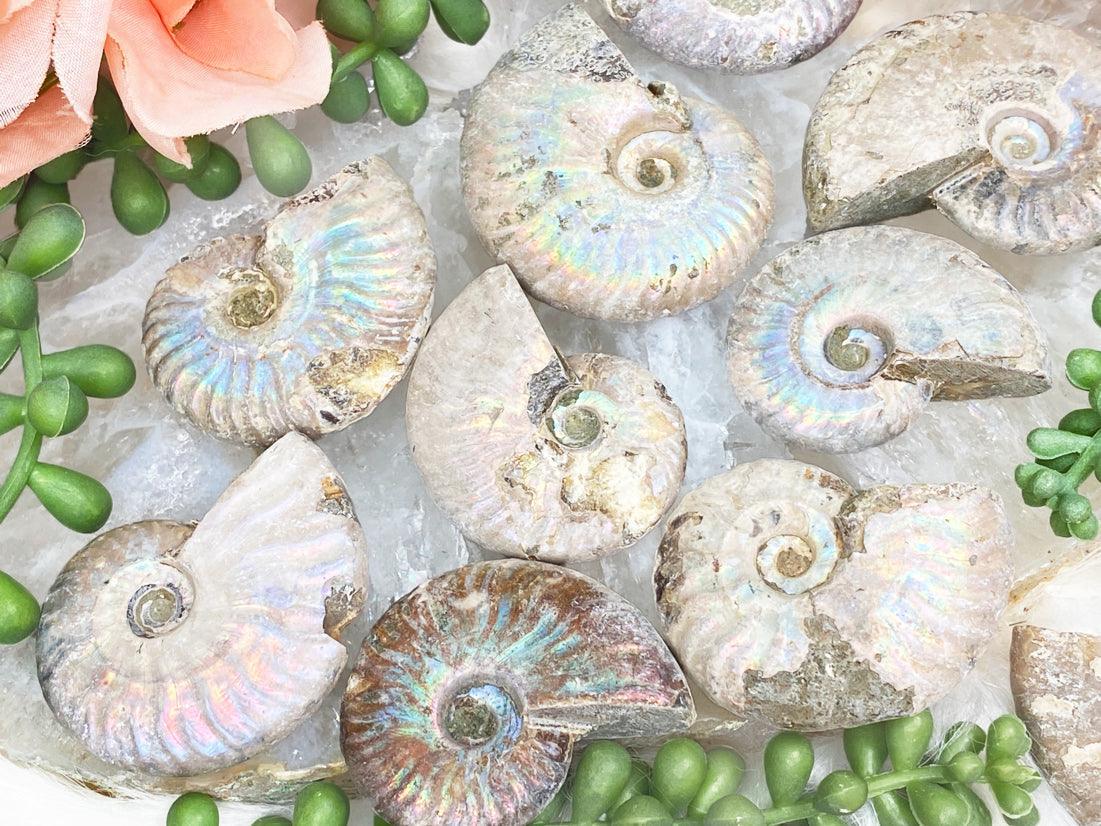 Rainbow Ammonite Fossils for Sale - Naturally Iridescent Colors!